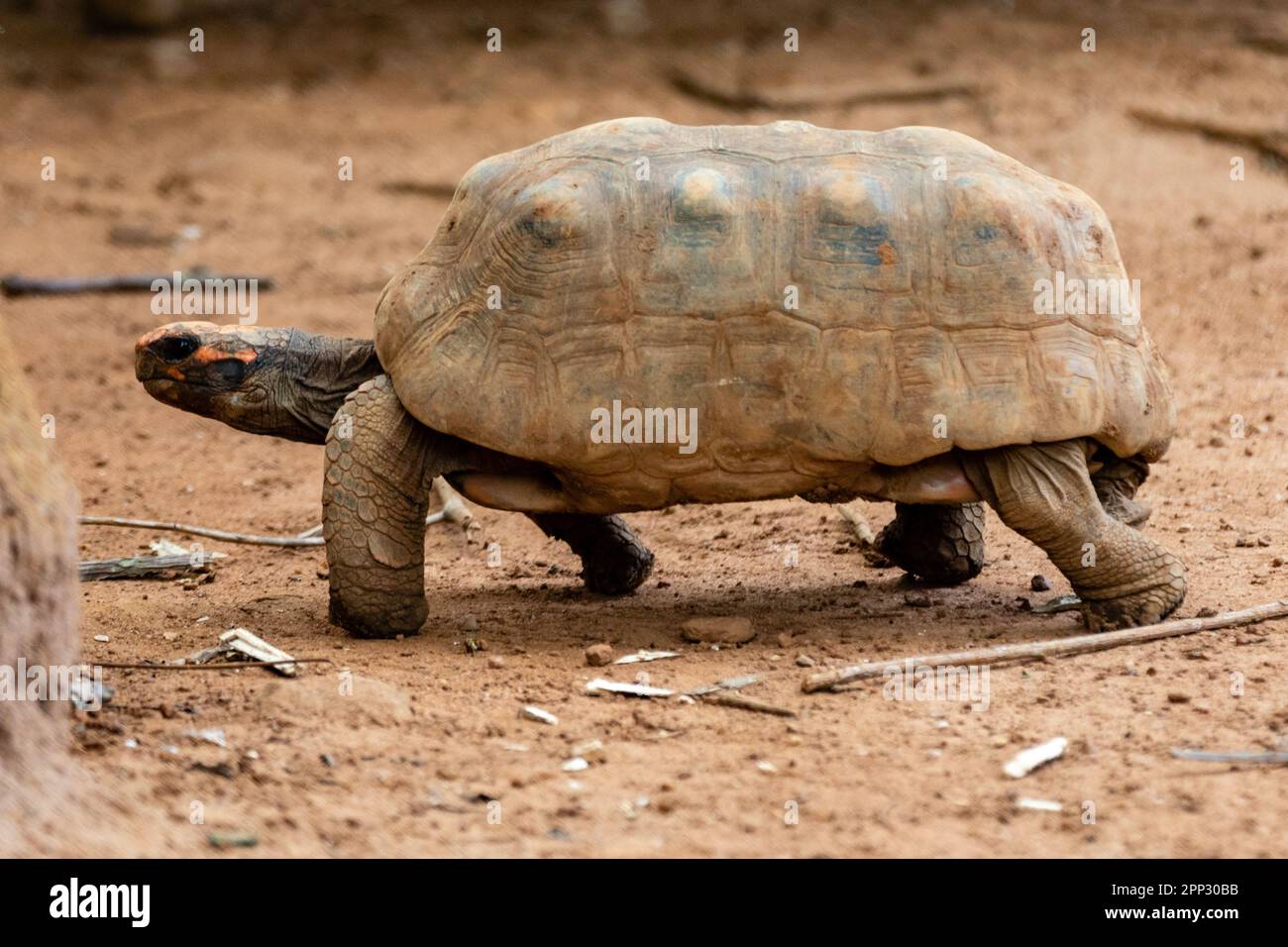 Jabuti- Piranga or Red-footed tortoise (Chelonoidis carbonaria ...