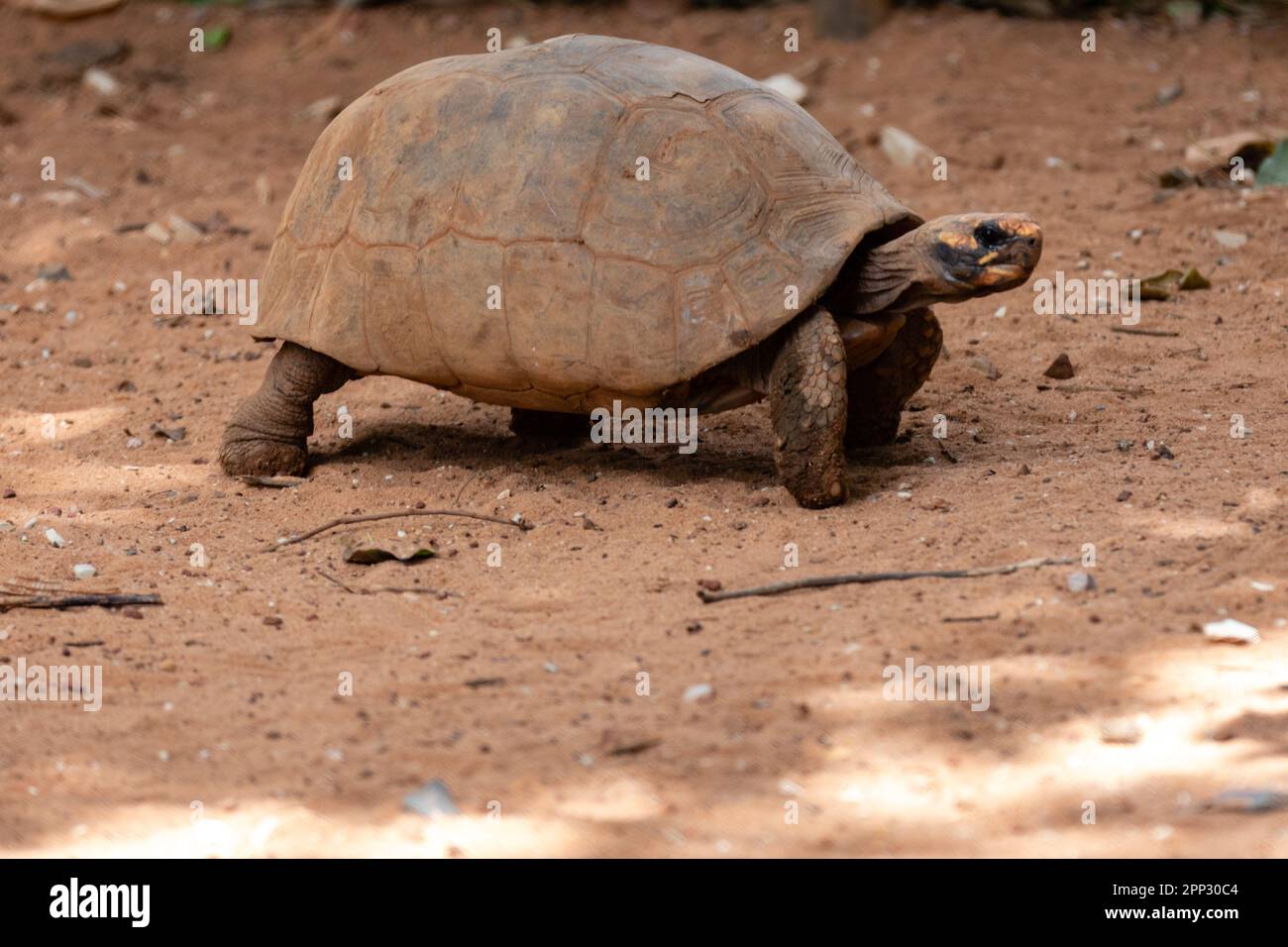 Jabuti- Piranga or Red-footed tortoise (Chelonoidis carbonaria ...