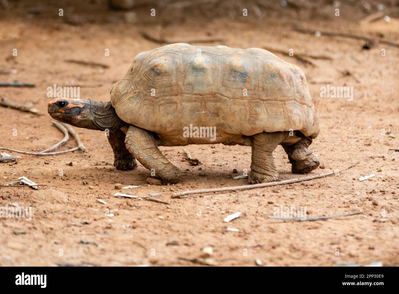 Jabuti- Piranga or Red-footed tortoise (Chelonoidis carbonaria ...
