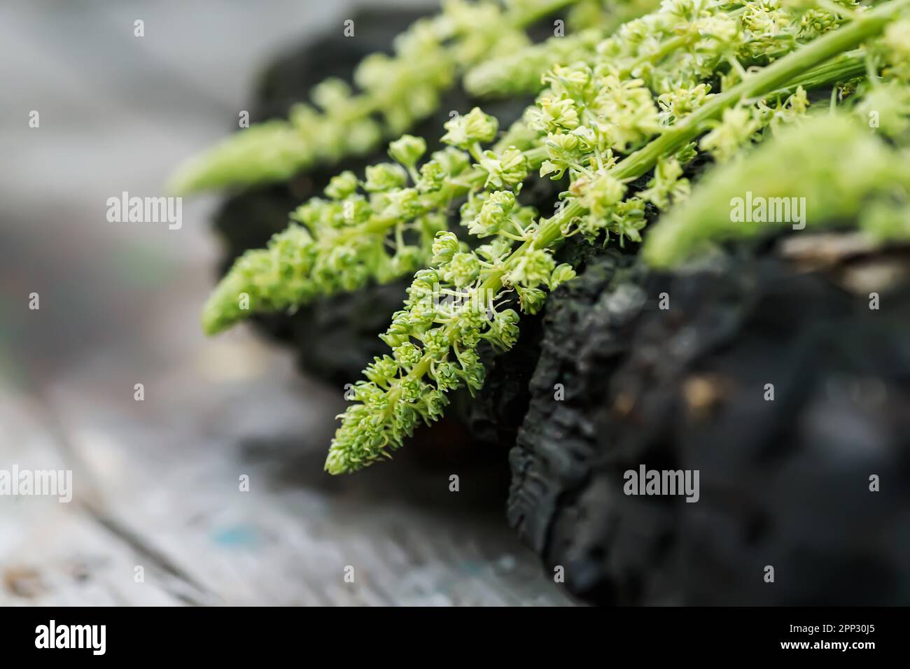 Reseda luteola, dyer's rocket, dyer's weed, weld, woold, yellow weed ...