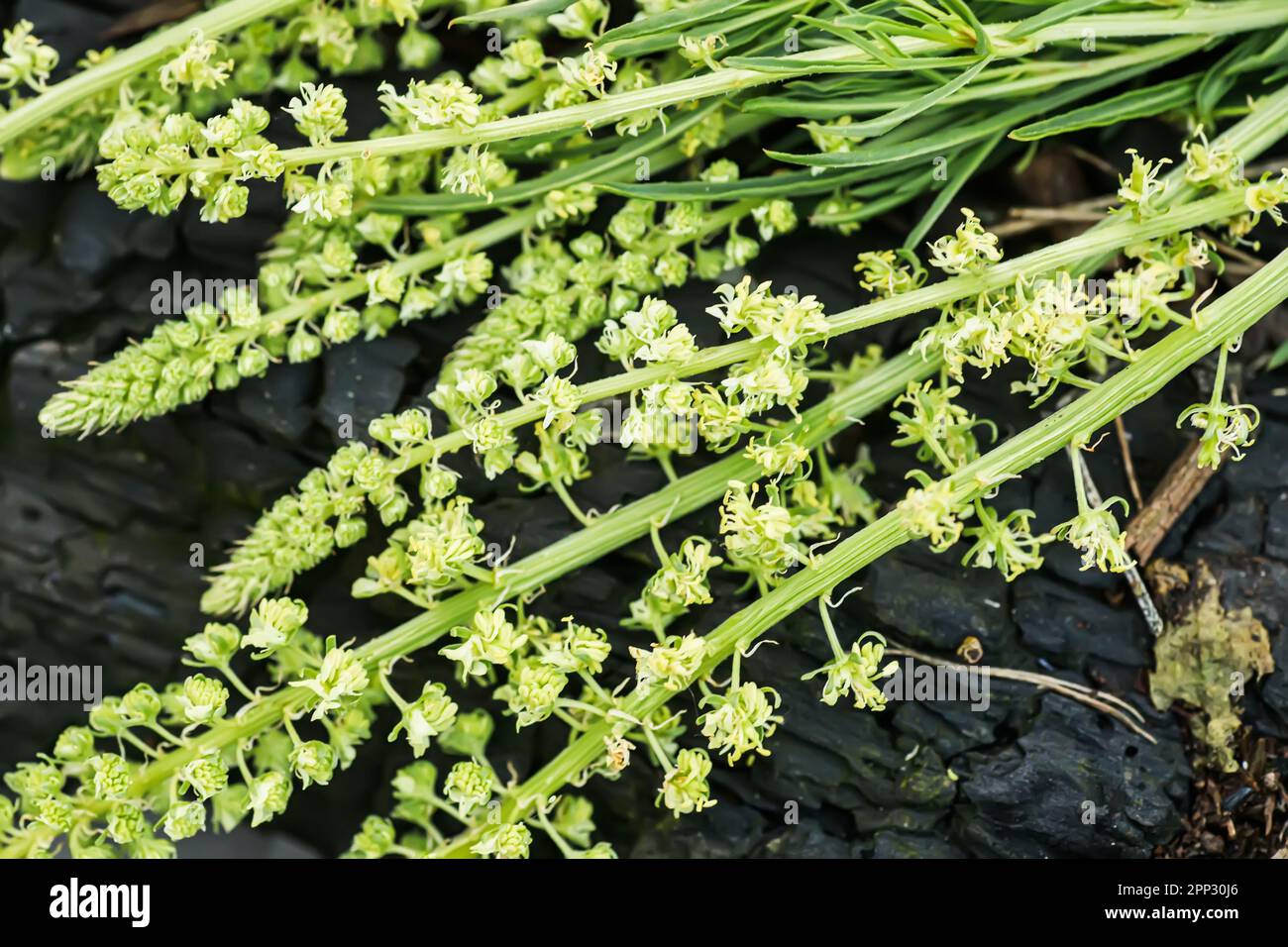 Reseda luteola, dyer's rocket, dyer's weed, weld, woold, yellow weed ...