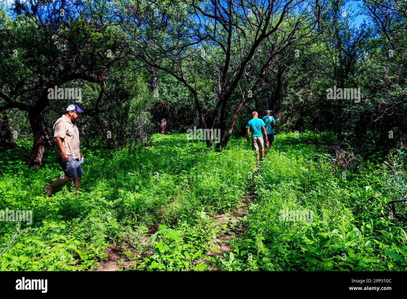 Forest . Expedition of biologists and scientists from MEX and USA from ...