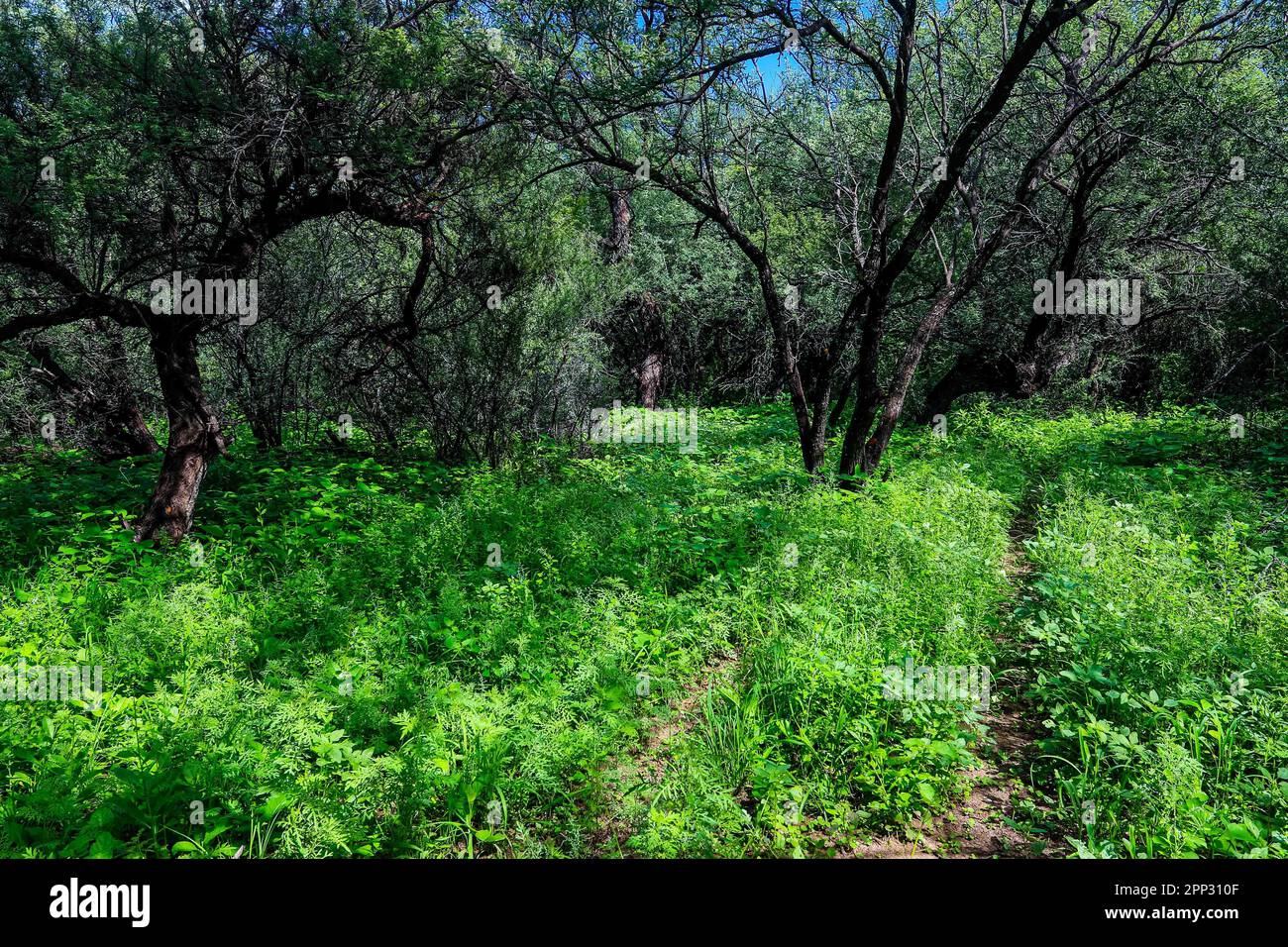 Forest . Expedition of biologists and scientists from MEX and USA from ...