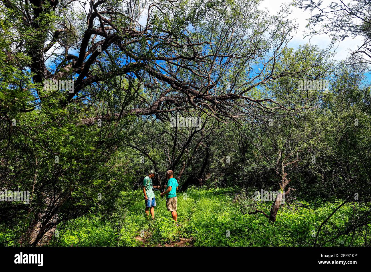 Forest . Expedition of biologists and scientists from MEX and USA from ...