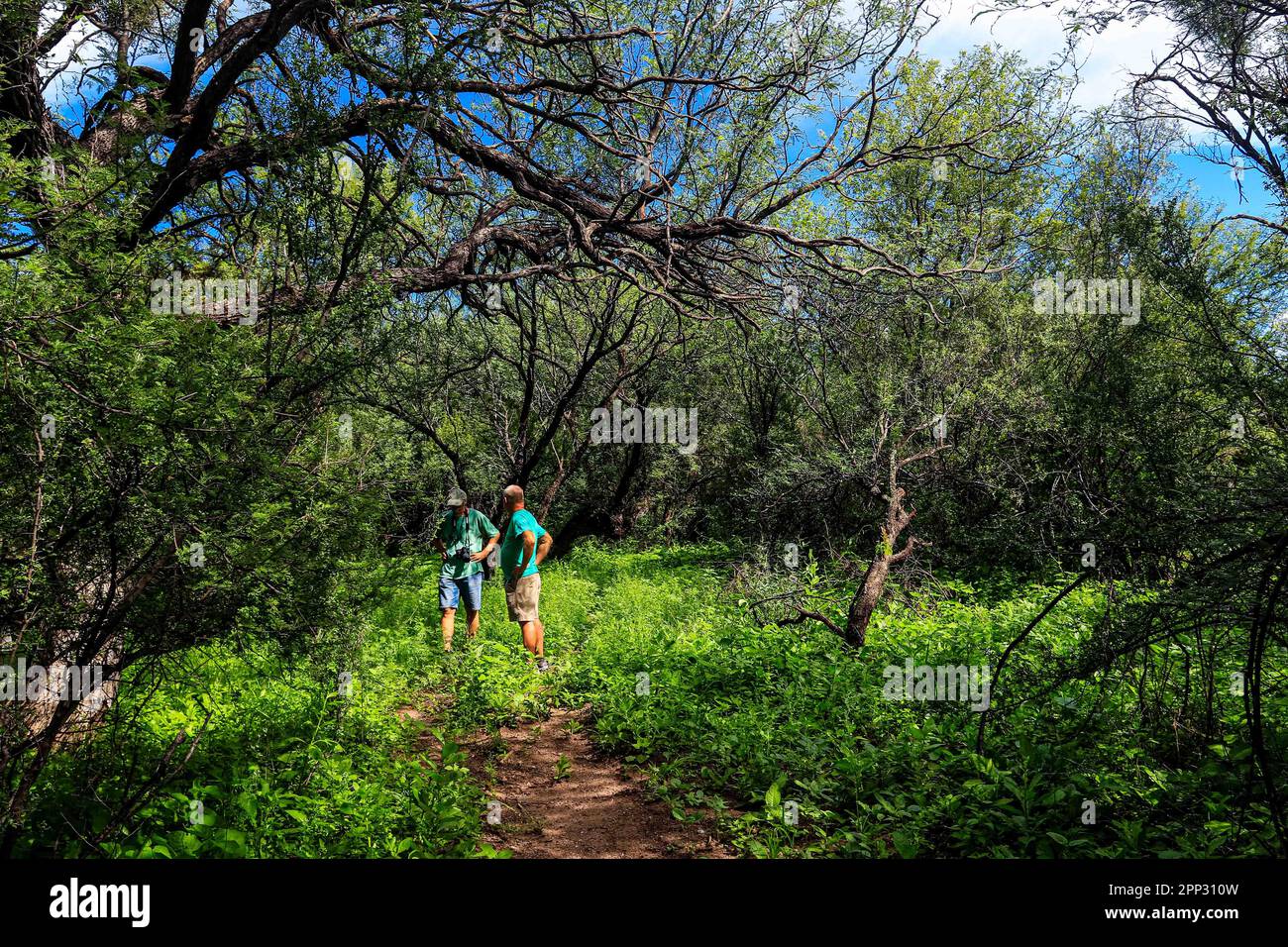 Forest . Expedition of biologists and scientists from MEX and USA from ...