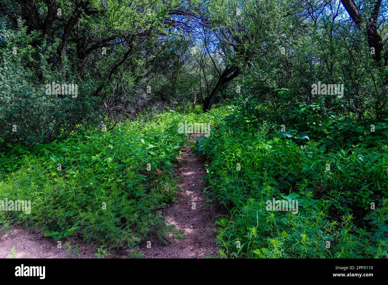 Forest . Expedition of biologists and scientists from MEX and USA from ...