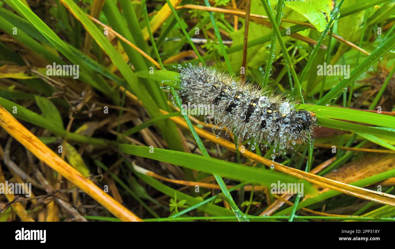 Dew covered caterpillar close up hi-res stock photography and images ...