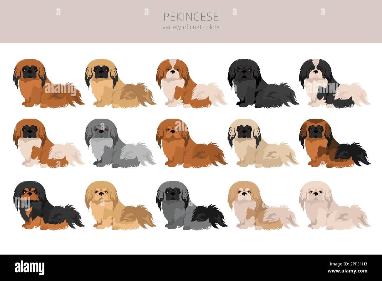 Pekingese dog clipart. Different poses, coat colors set. Vector ...