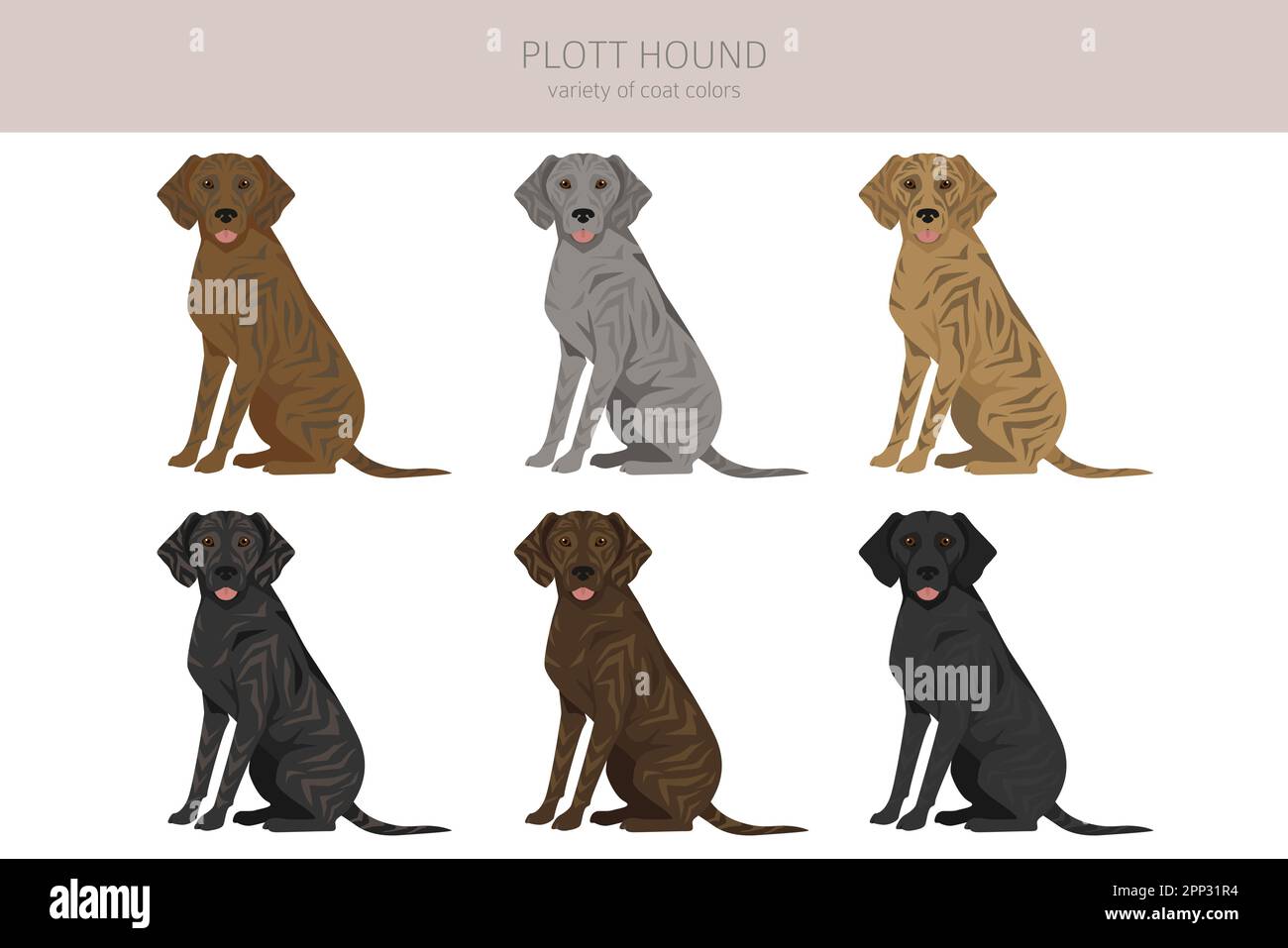 Plott hound clipart. Different poses, coat colors set. Vector ...