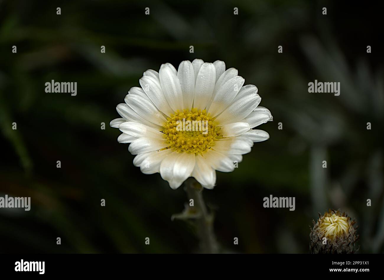 White Alpine Daisy growing in the Mount Kosciuszko National Park Stock ...