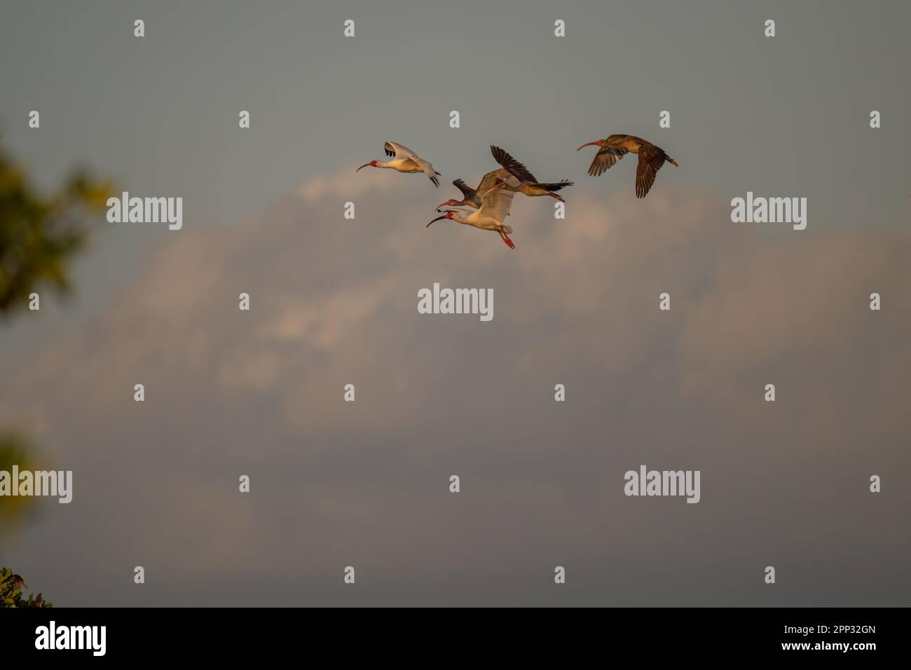 American white ibis flying hi-res stock photography and images - Alamy