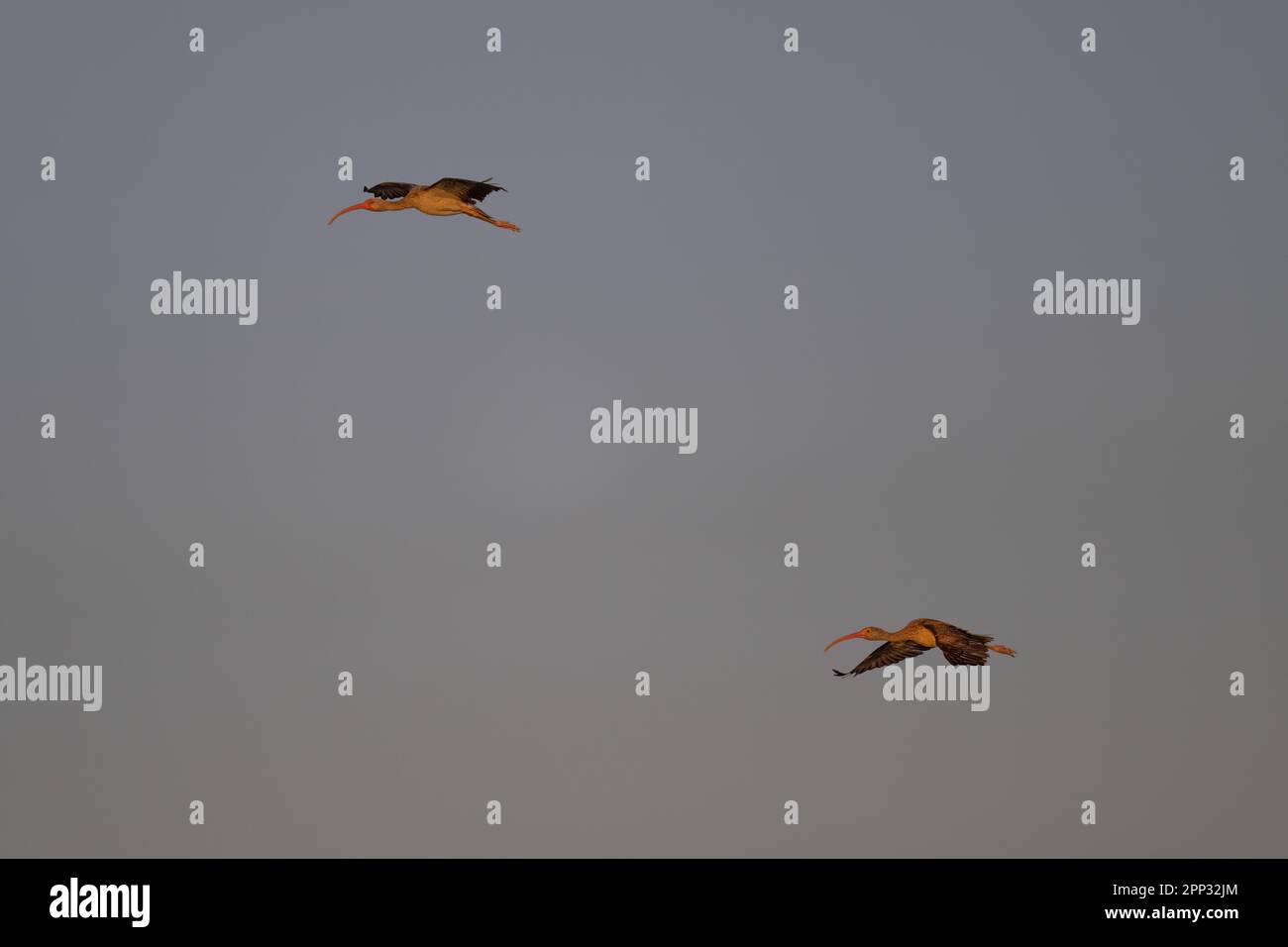 American white ibis flying hi-res stock photography and images - Alamy