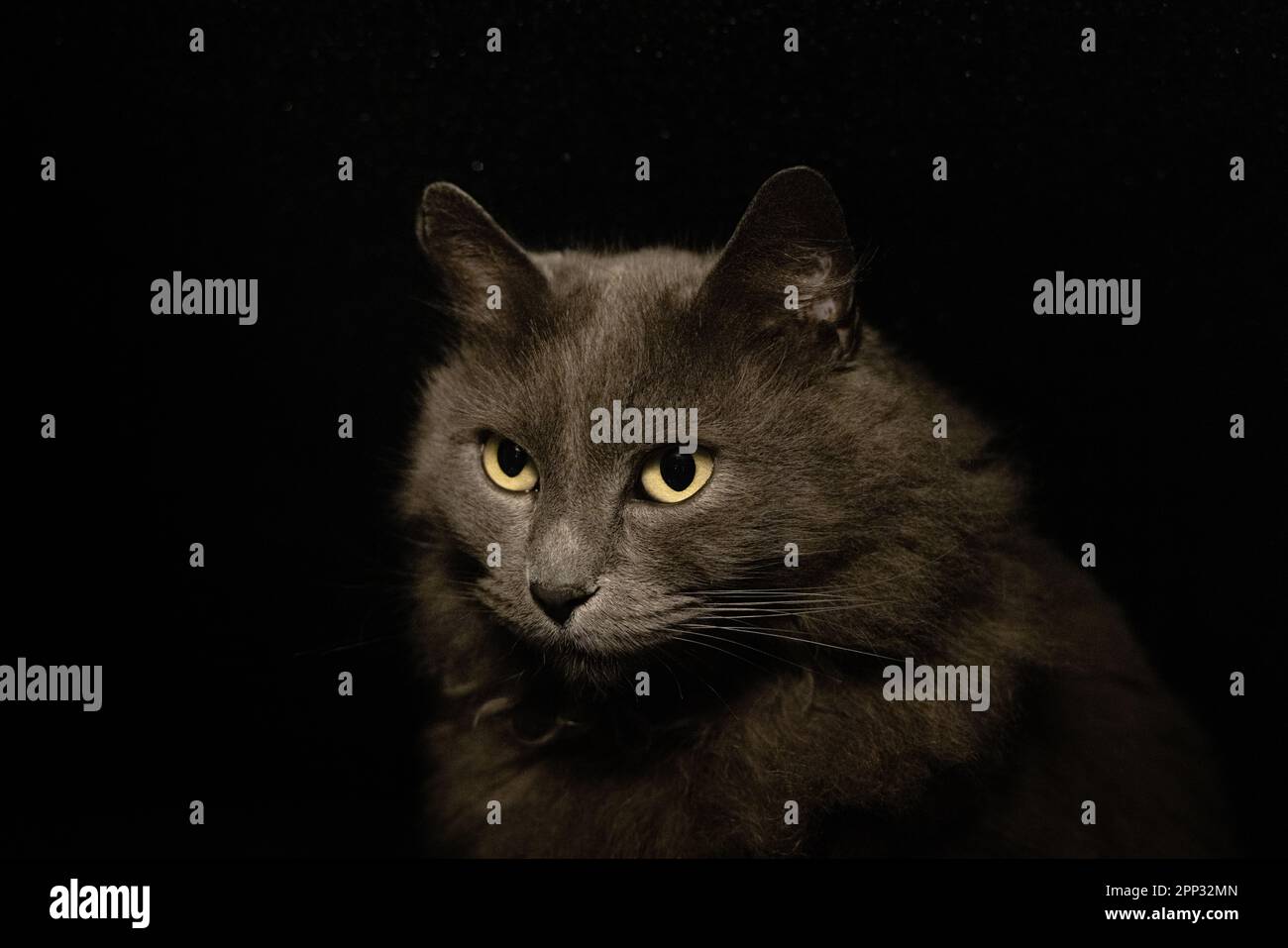 Horizontal portrait image of longhair gray domestic cat looking down ...