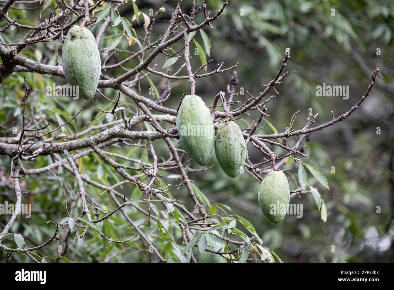 Close-up of berry-shaped fruit of Silk floss tree (Ceiba speciosa). The ...