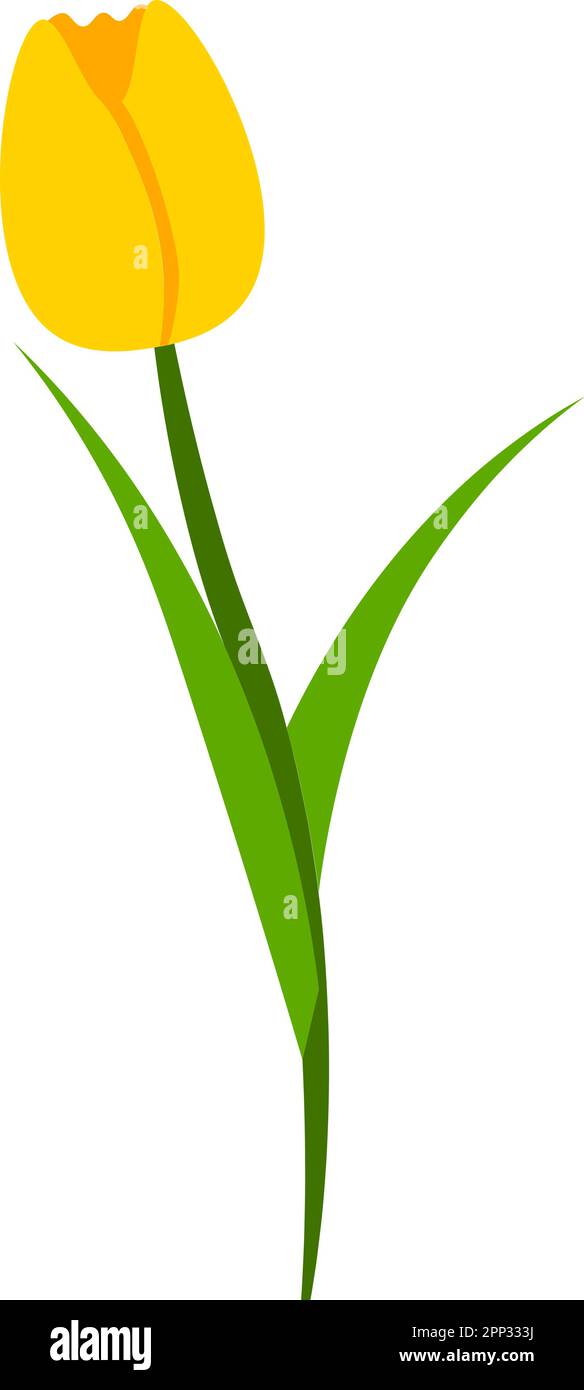 Isolated greeting illustration with single tulip flower drawing in flat ...