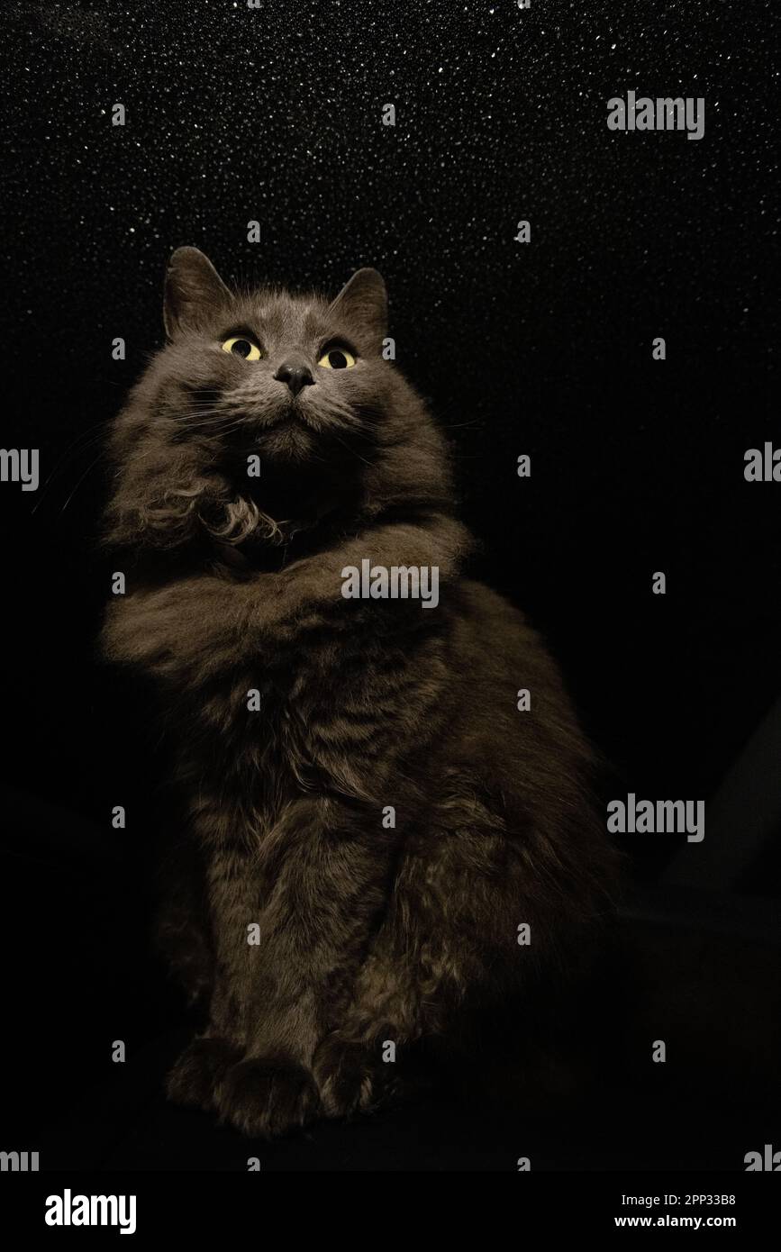 Adorable kitty cat low angle view vertical image of longhair gray ...