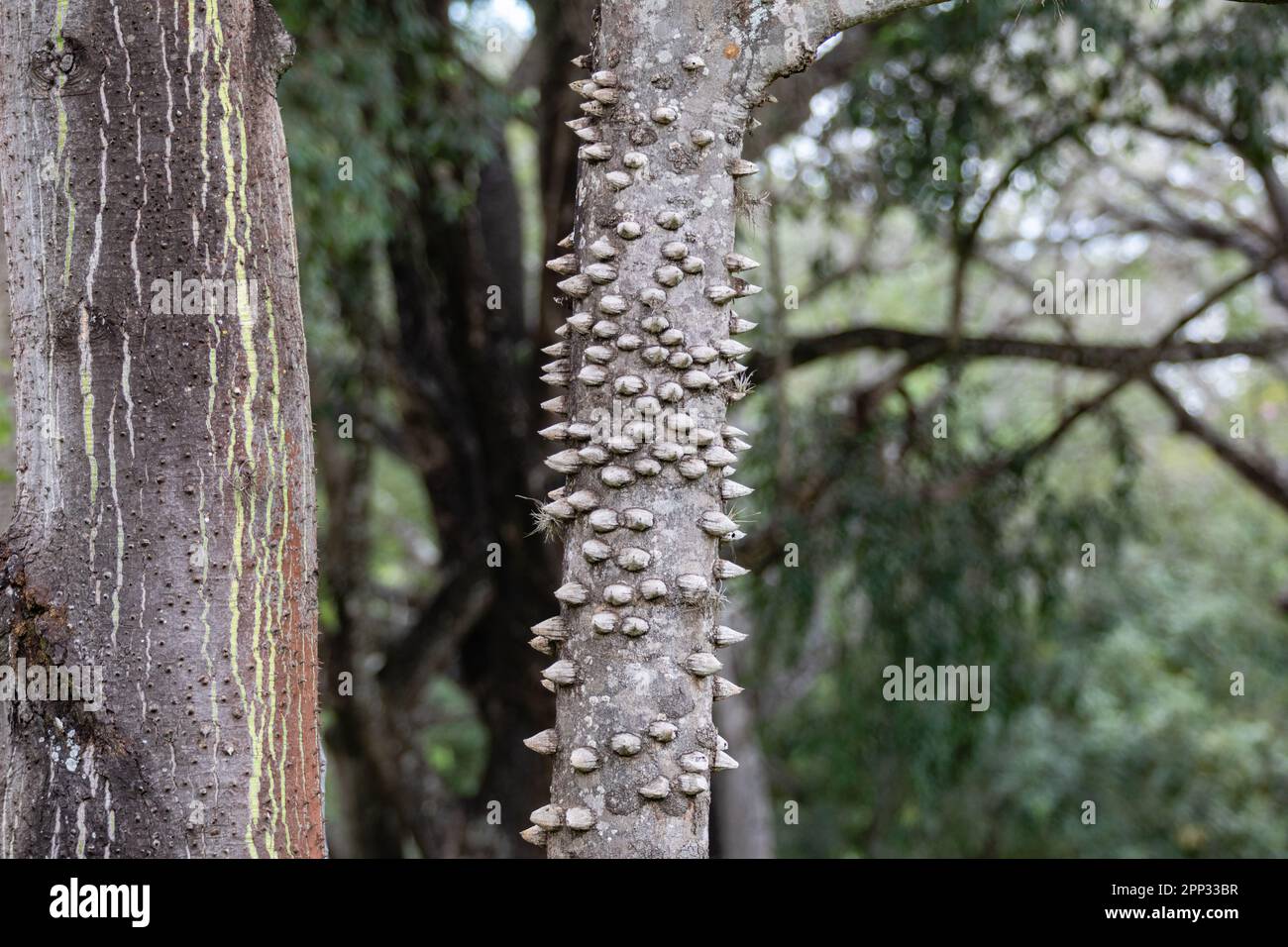 Close-up of berry-shaped fruit of Silk floss tree (Ceiba speciosa). The ...