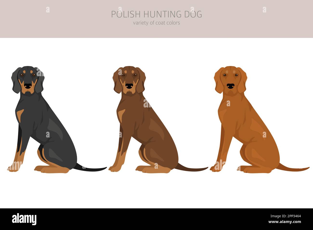 Polish Hunting dog clipart. All coat colors set. All dog breeds ...