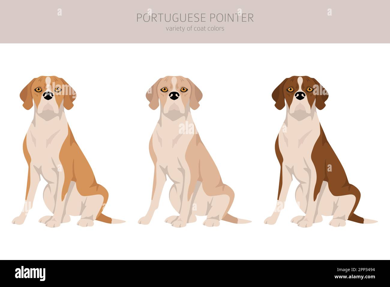 Portuguese Pointer clipart. Different poses, coat colors set. Vector ...