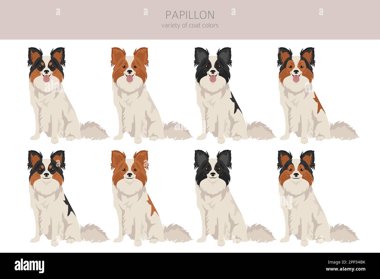 Squirrel colors chart hi-res stock photography and images - Alamy