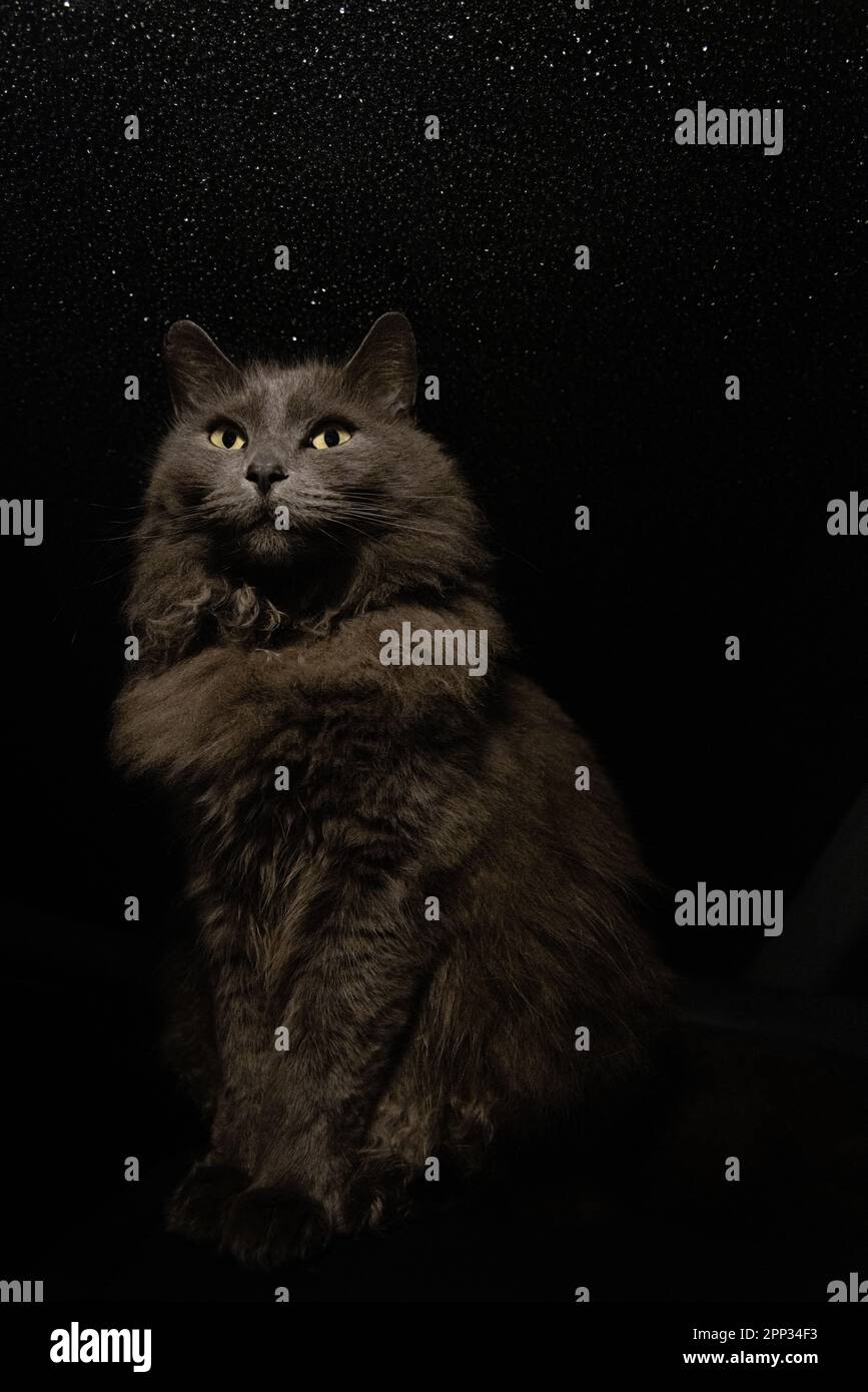 Vertical image of longhair gray domestic cat sitting looking up against ...