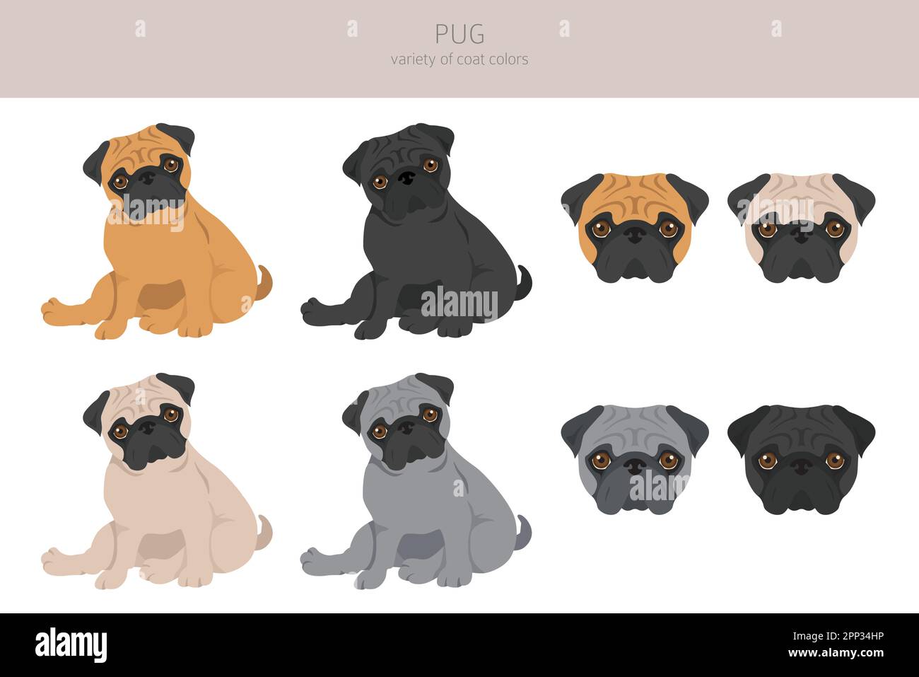 Grey pug Stock Vector Images - Alamy