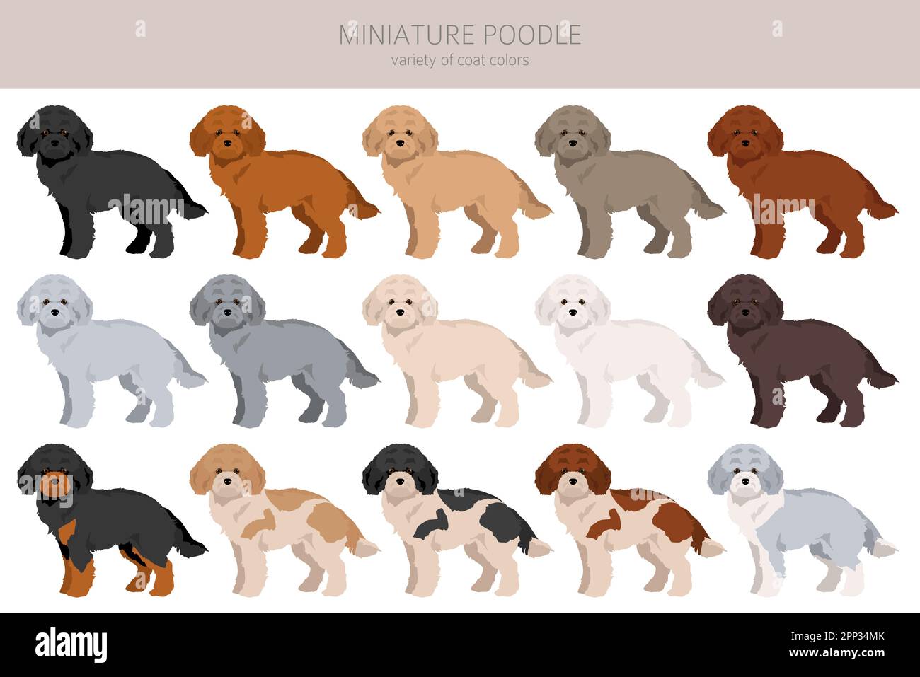 Miniature poodle clipart. Different poses, coat colors set. Vector ...