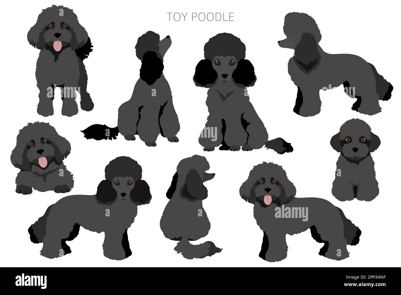 Toy poodle clipart. Different poses, coat colors set. Vector ...