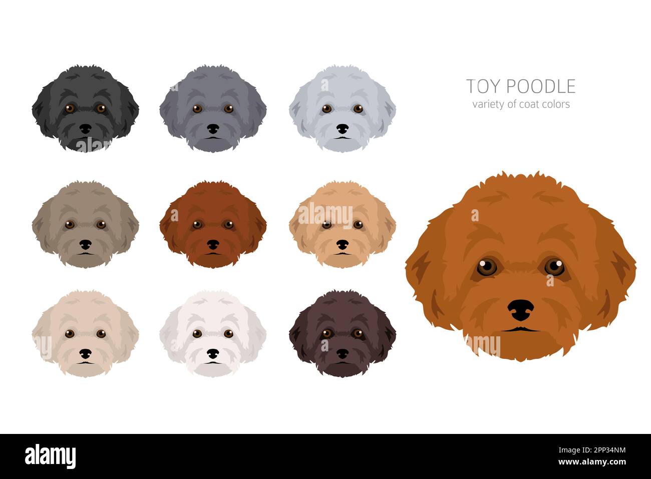Toy poodle clipart. Different poses, coat colors set. Vector ...