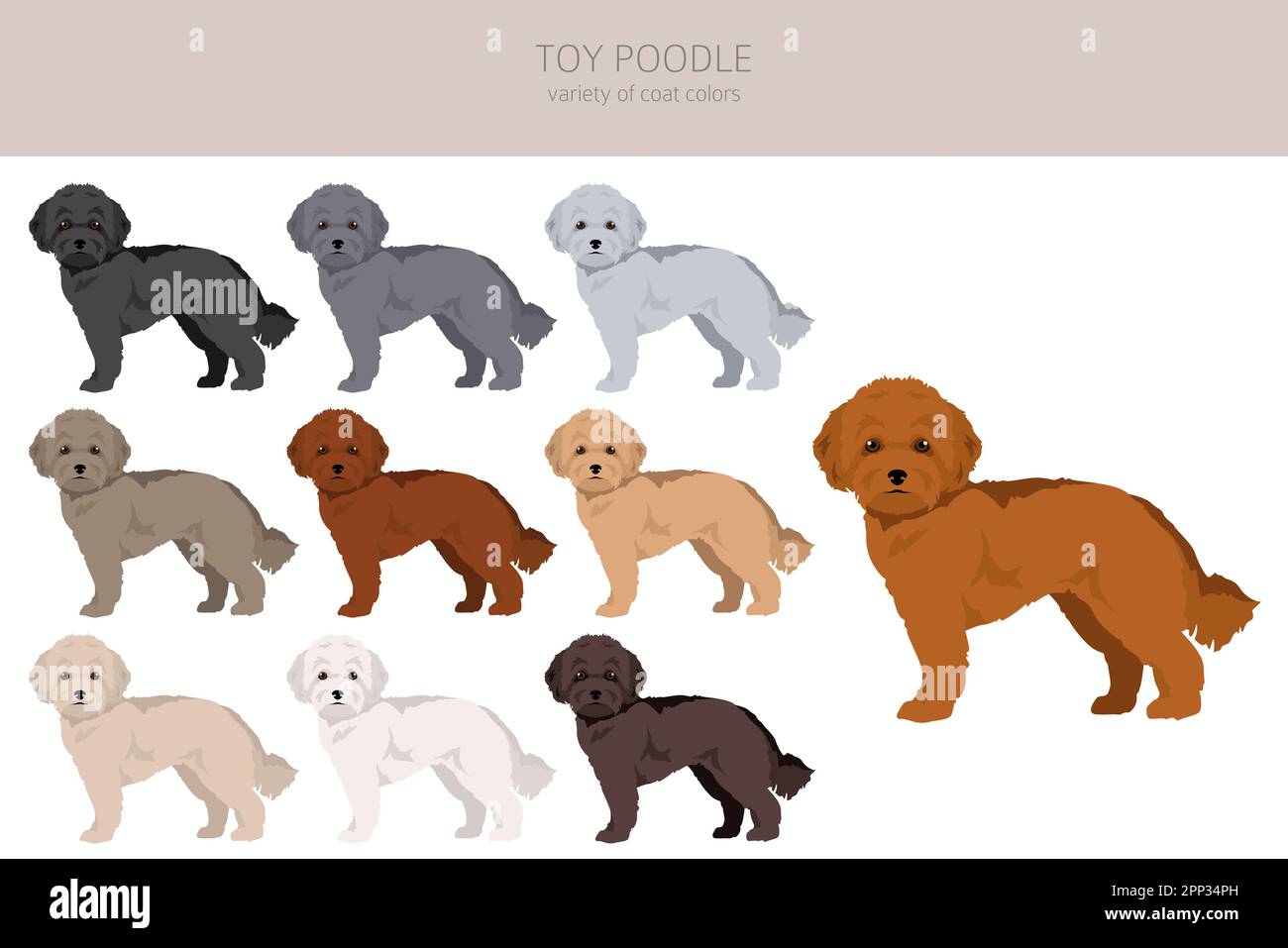 Toy poodle clipart. Different poses, coat colors set. Vector illustration Stock Vector Image ...
