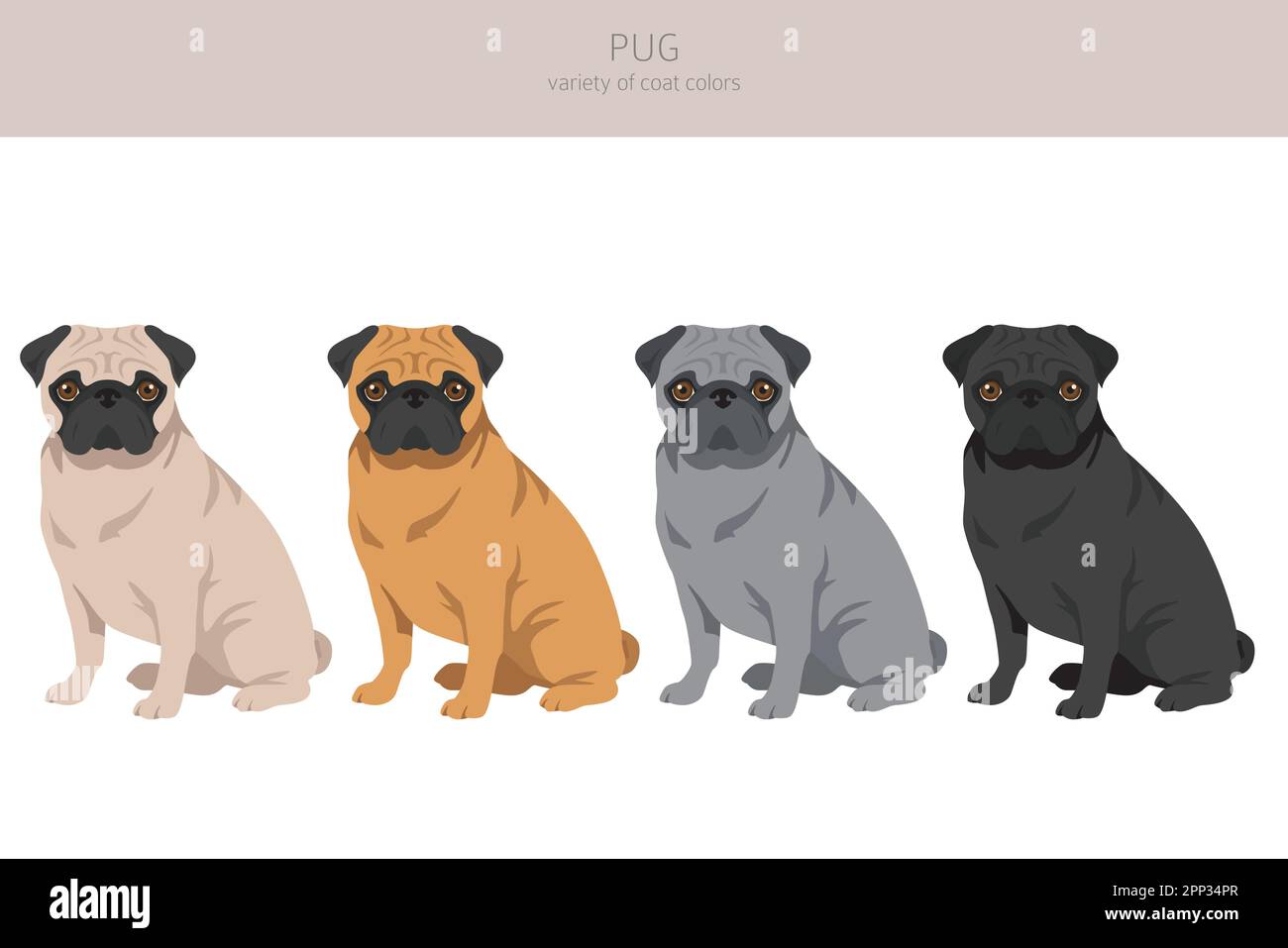 Grey pug Stock Vector Images - Alamy