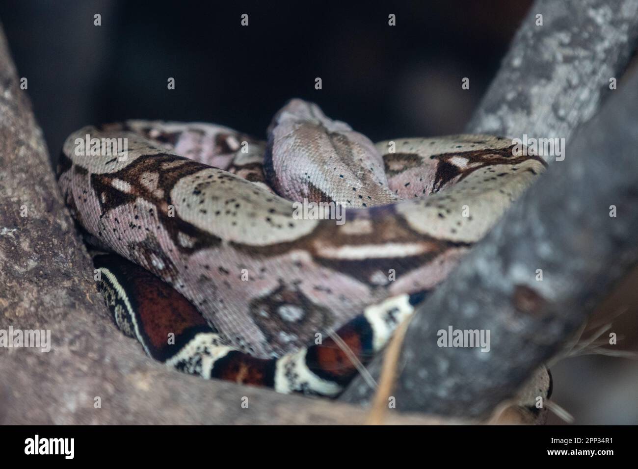 Traditional python snake "jibóia" camouflaged on tree branch Stock ...