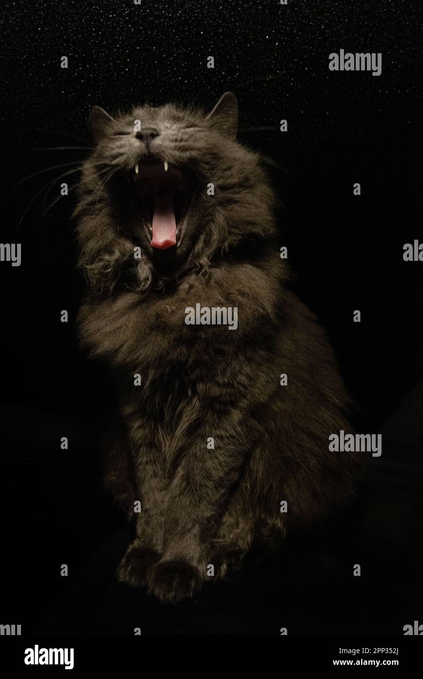 Vertical image of longhair gray domestic cat sitting yawning against ...