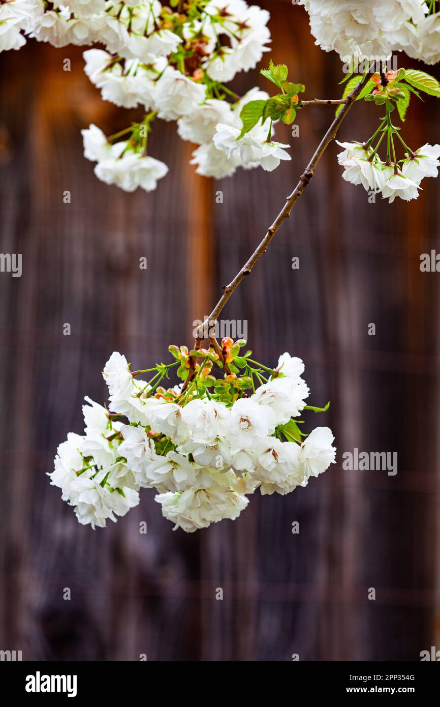 Cherry blossoms on an extending branch in Steveston British Columbia ...
