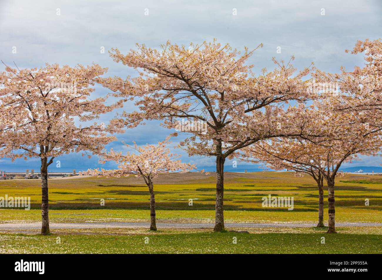 Cherry trees at Gary Point Park in Steveston British Columbia Canada ...