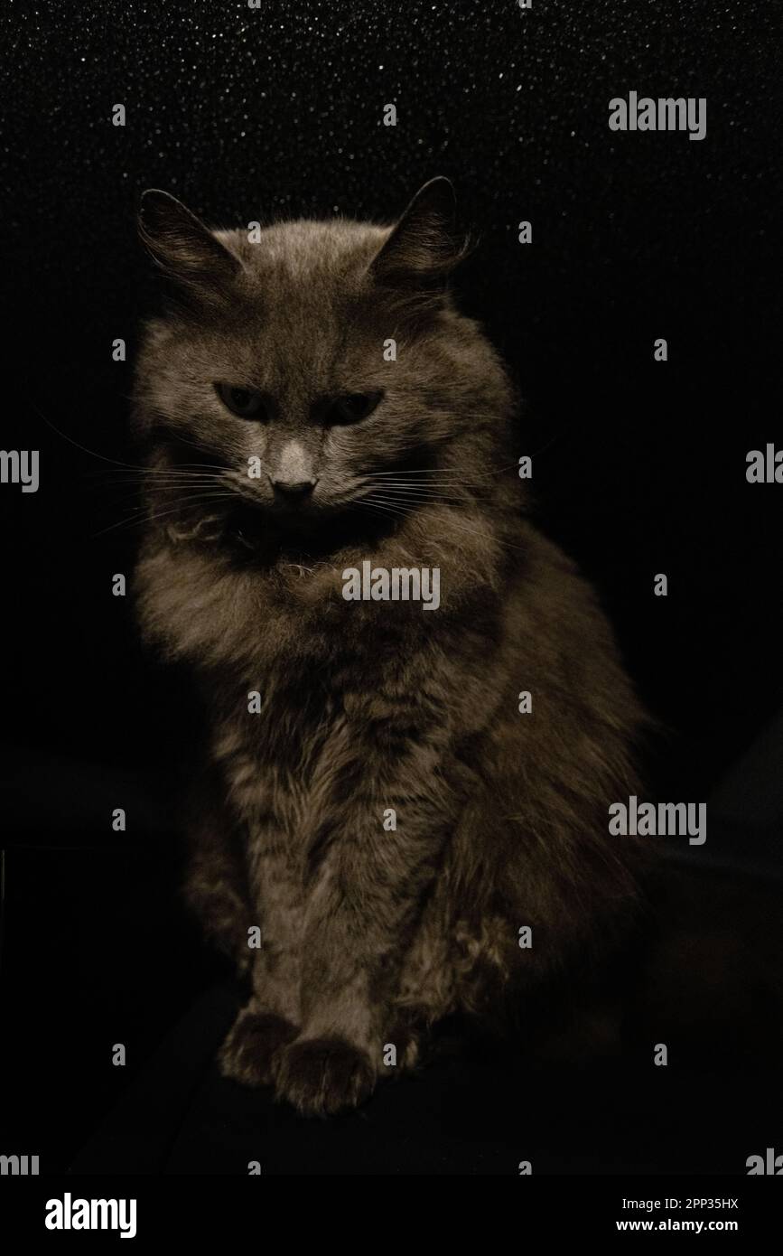 Vertical image of longhair gray domestic cat sitting looking down ...