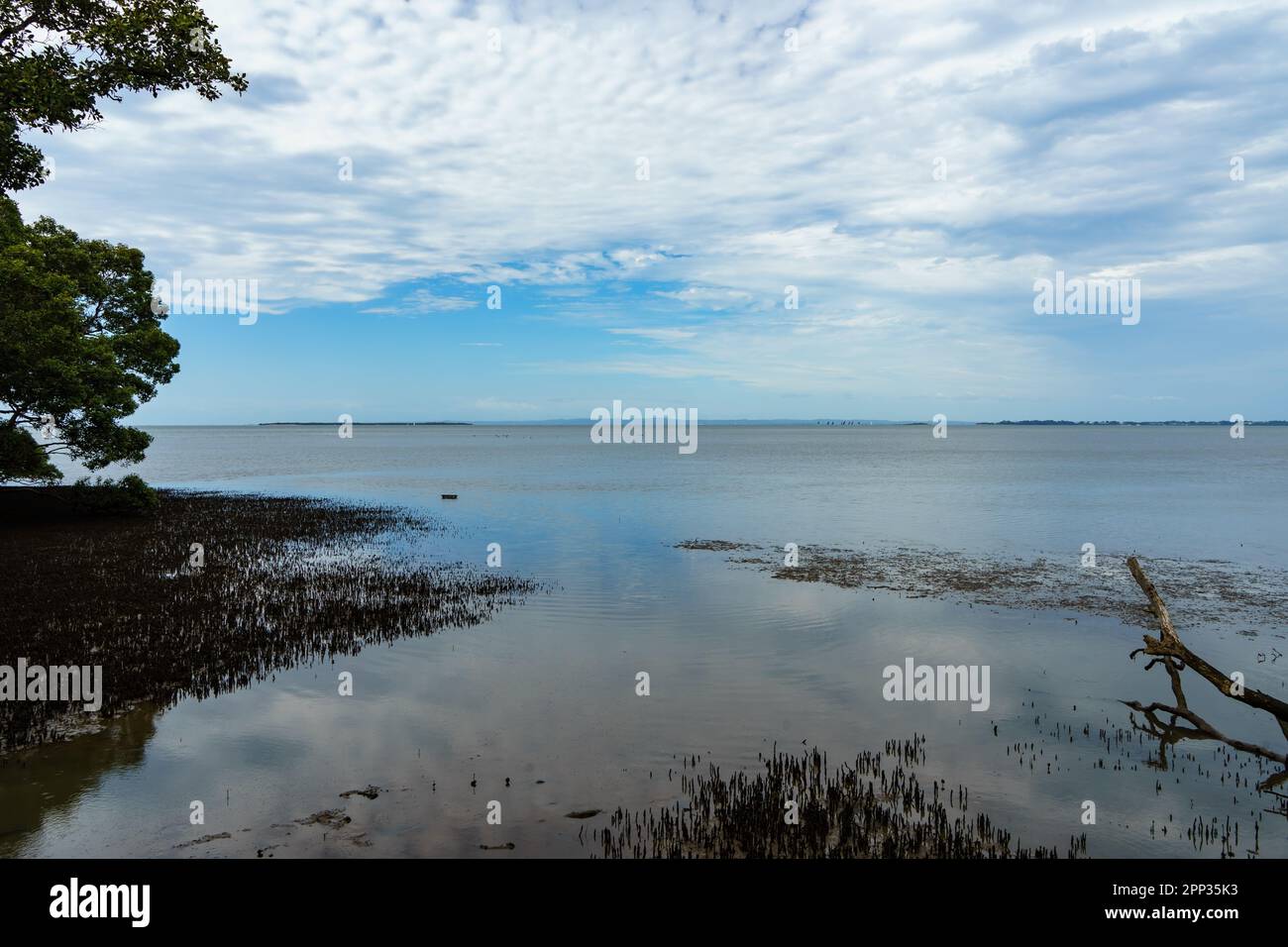 Wynnum north mangrove circuit hi-res stock photography and images - Alamy
