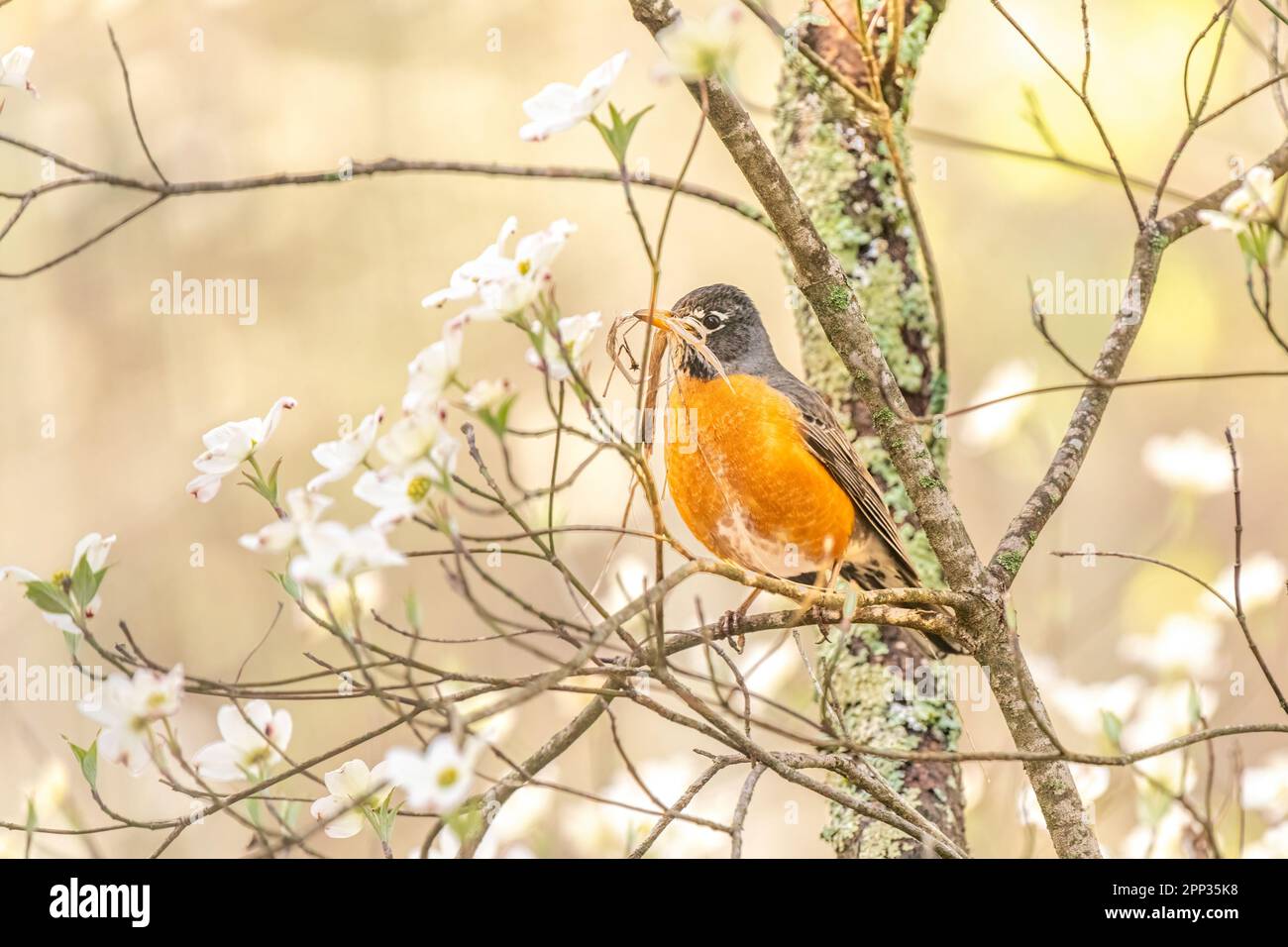 An American Robin rests on a tree branch between flights to collect ...
