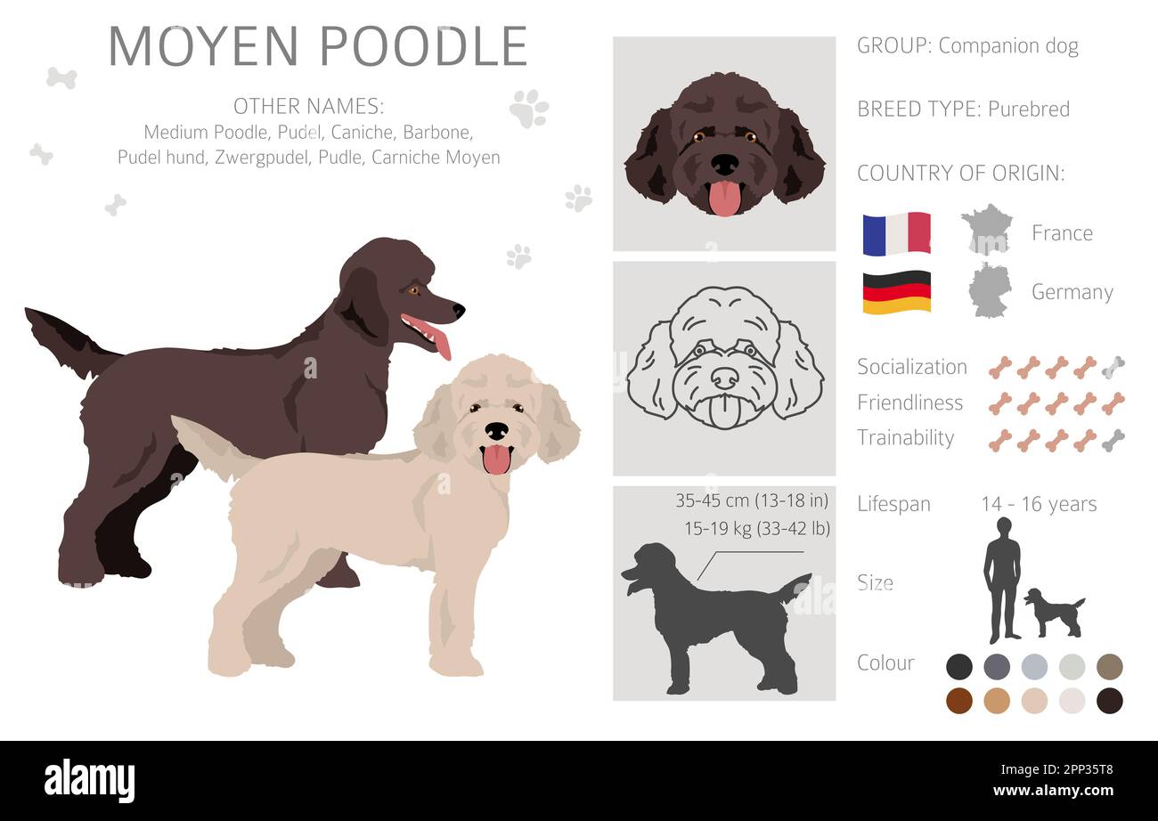 Moyen poodle, Medium poodle clipart. Different poses, coat colors set. Vector illustration Stock ...