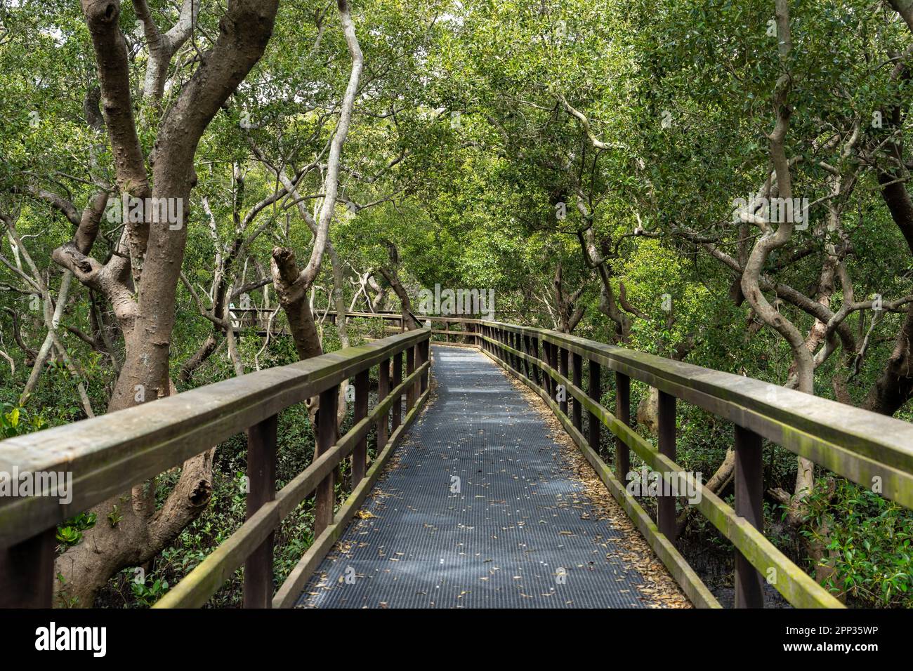 Boardwalk through the mangrove wetlands at Wynnum Brisbane, Queensland ...