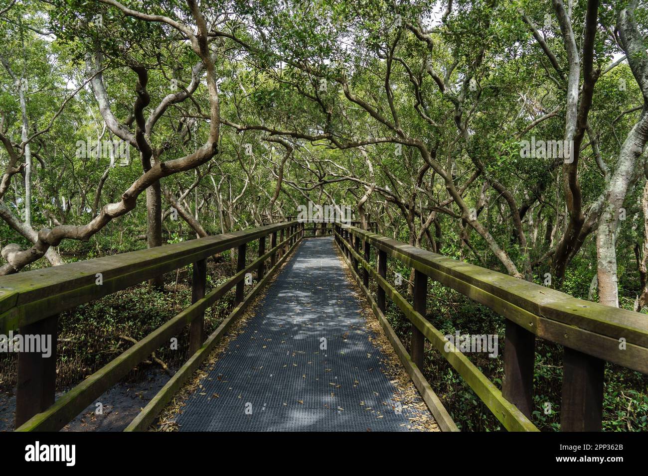 Boardwalk through the mangrove wetlands at Wynnum Brisbane, Queensland ...