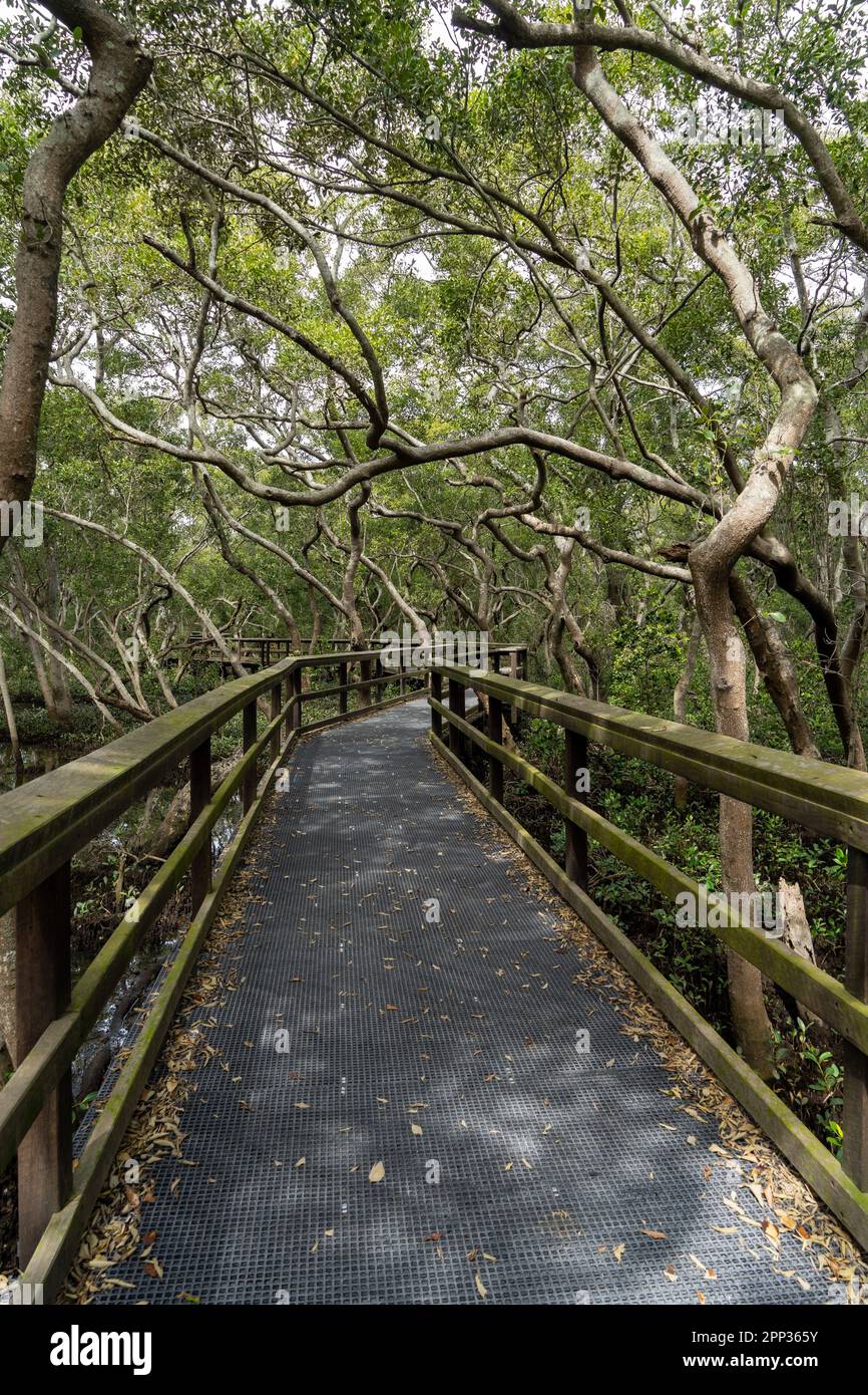 Boardwalk through the mangrove wetlands at Wynnum Brisbane, Queensland ...