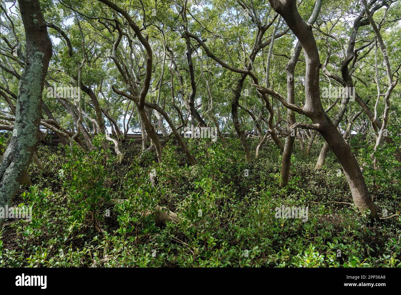 Mangrove forest viewed from Wynnum North Mangrove Boardwalk, Brisbane ...