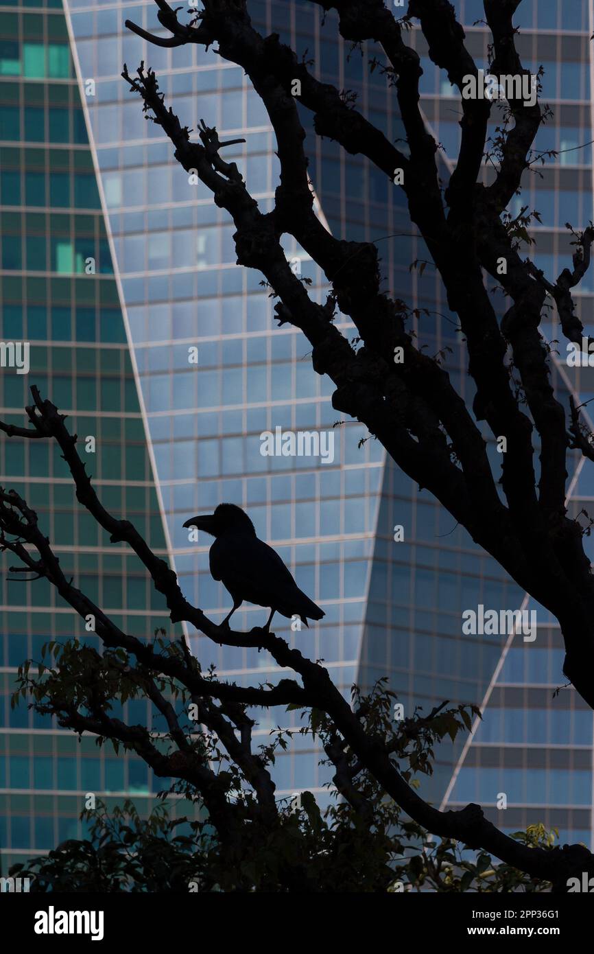 Tokyo city crows hi-res stock photography and images - Alamy