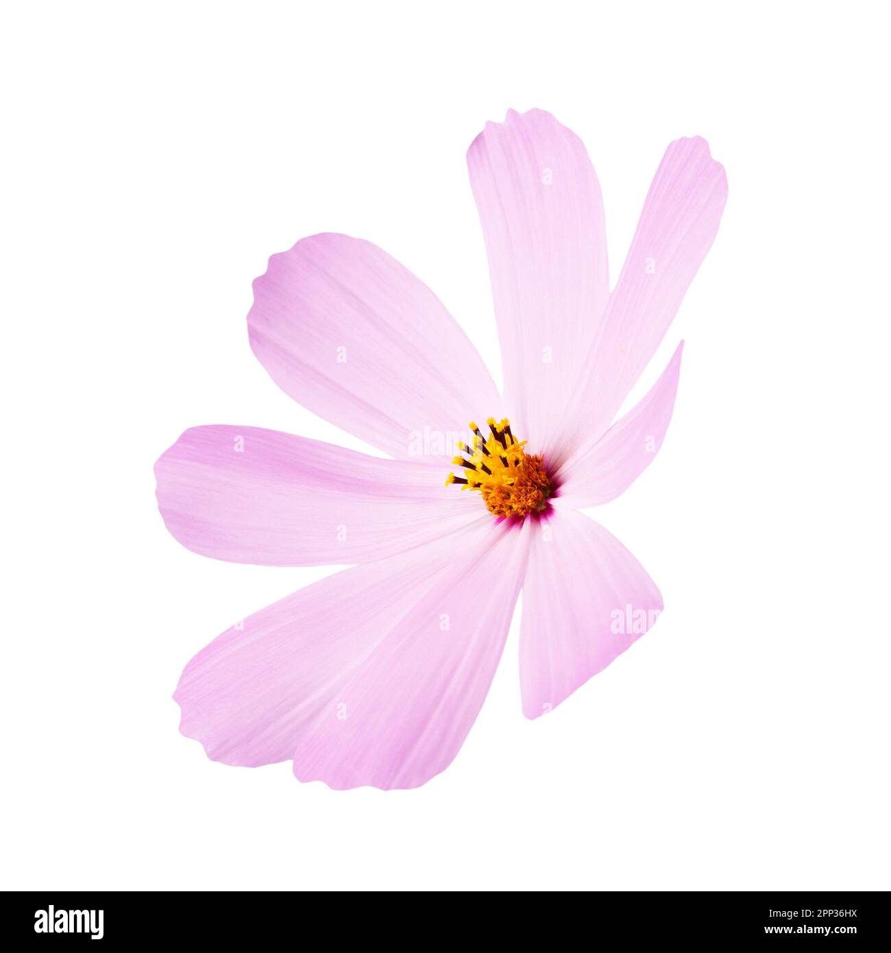 pink flower isolated on a white background Stock Photo - Alamy