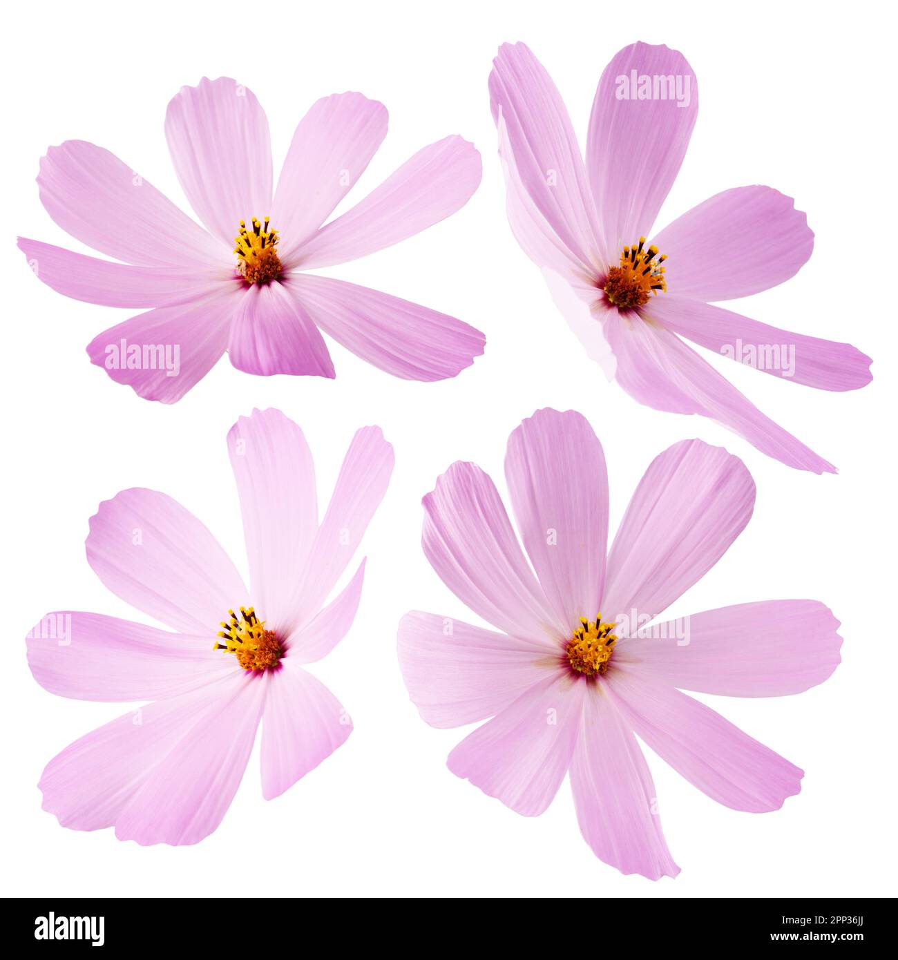 Botanical collection pink flowers Cut Out Stock Images & Pictures - Alamy