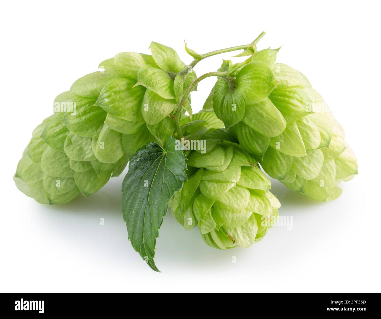 green hops isolated on a white background Stock Photo - Alamy