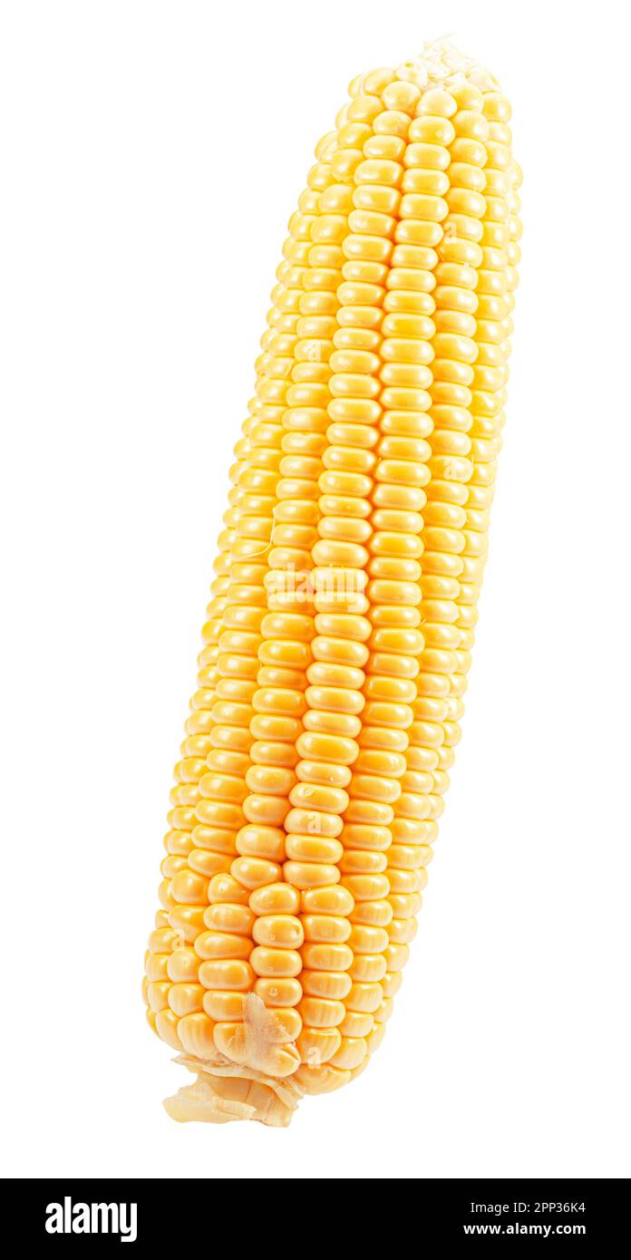 ear of corn isolated on a white background Stock Photo - Alamy