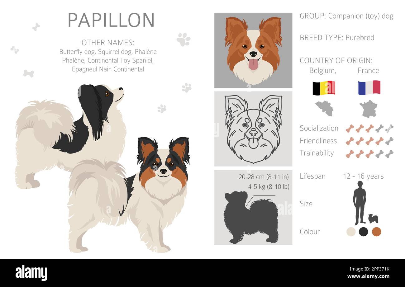 Papillon clipart. Different poses, coat colors set. Vector illustration ...