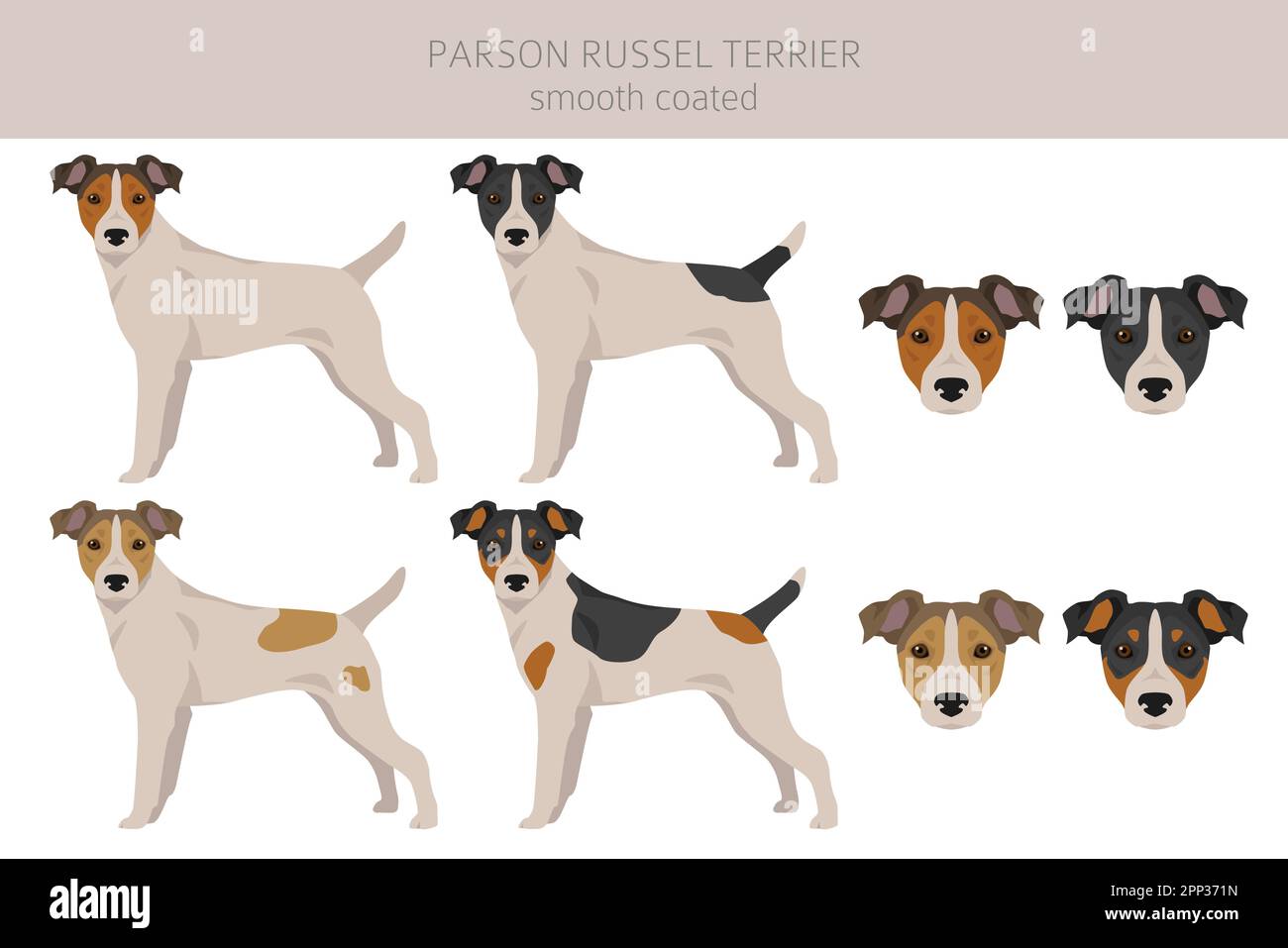 Parson Russel terrier smooth coated clipart. Different poses, coat ...